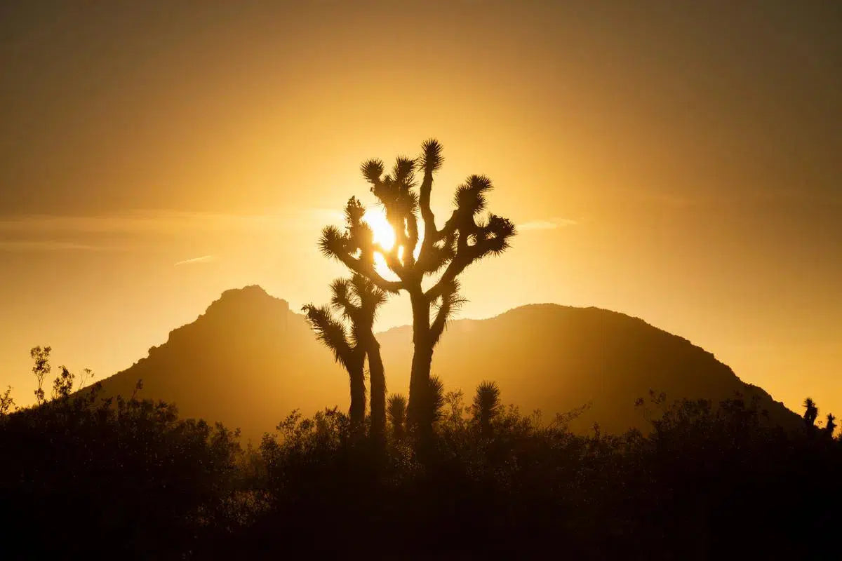 Desert Symphony, by Garret Suhrie – PurePhoto
