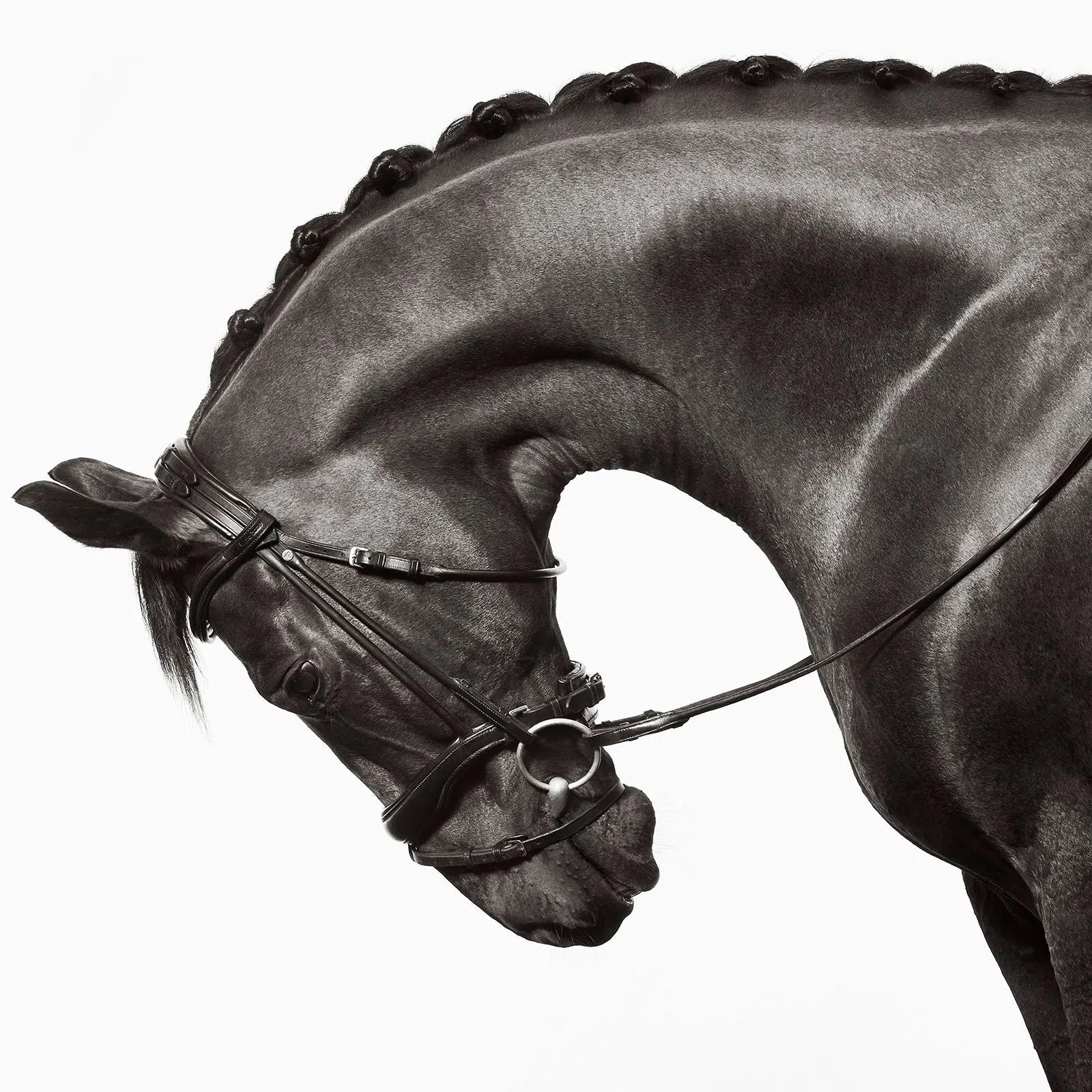 Equus: Light & Form – PurePhoto