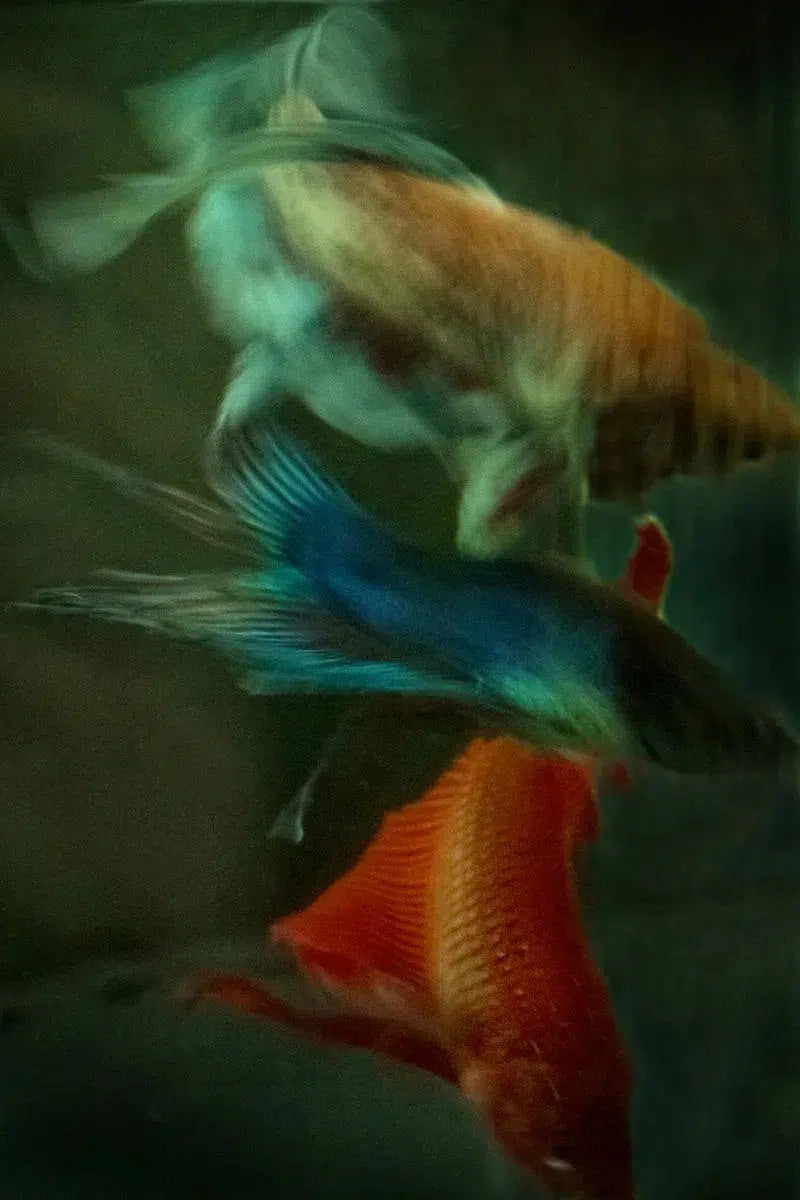 Beta Blur 5, by Michael Filonow – PurePhoto