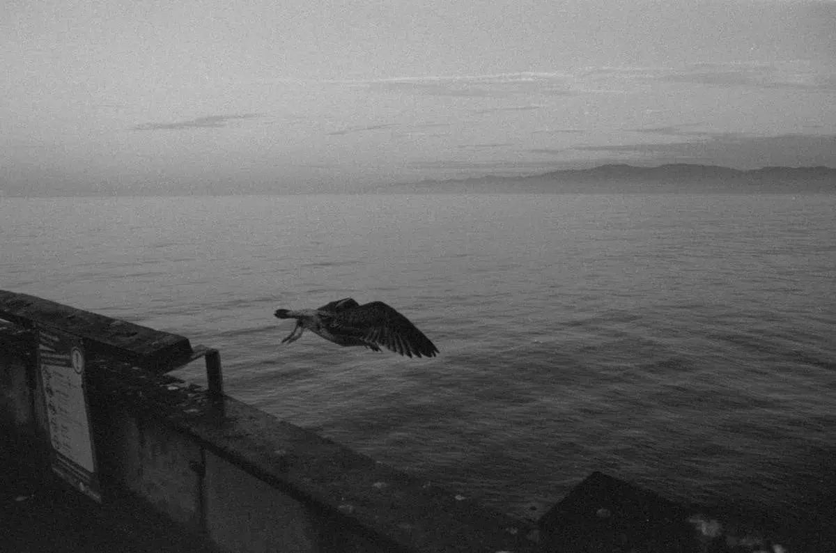 Bird of Venice, by Joel Lavold – PurePhoto