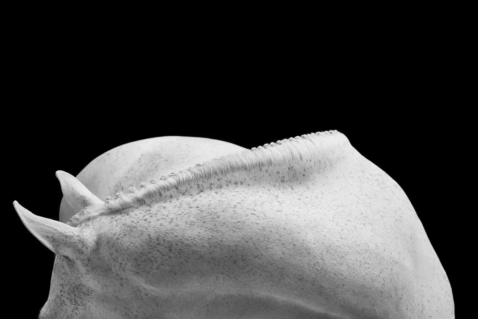 Braided Arch, by Drew Doggett – PurePhoto