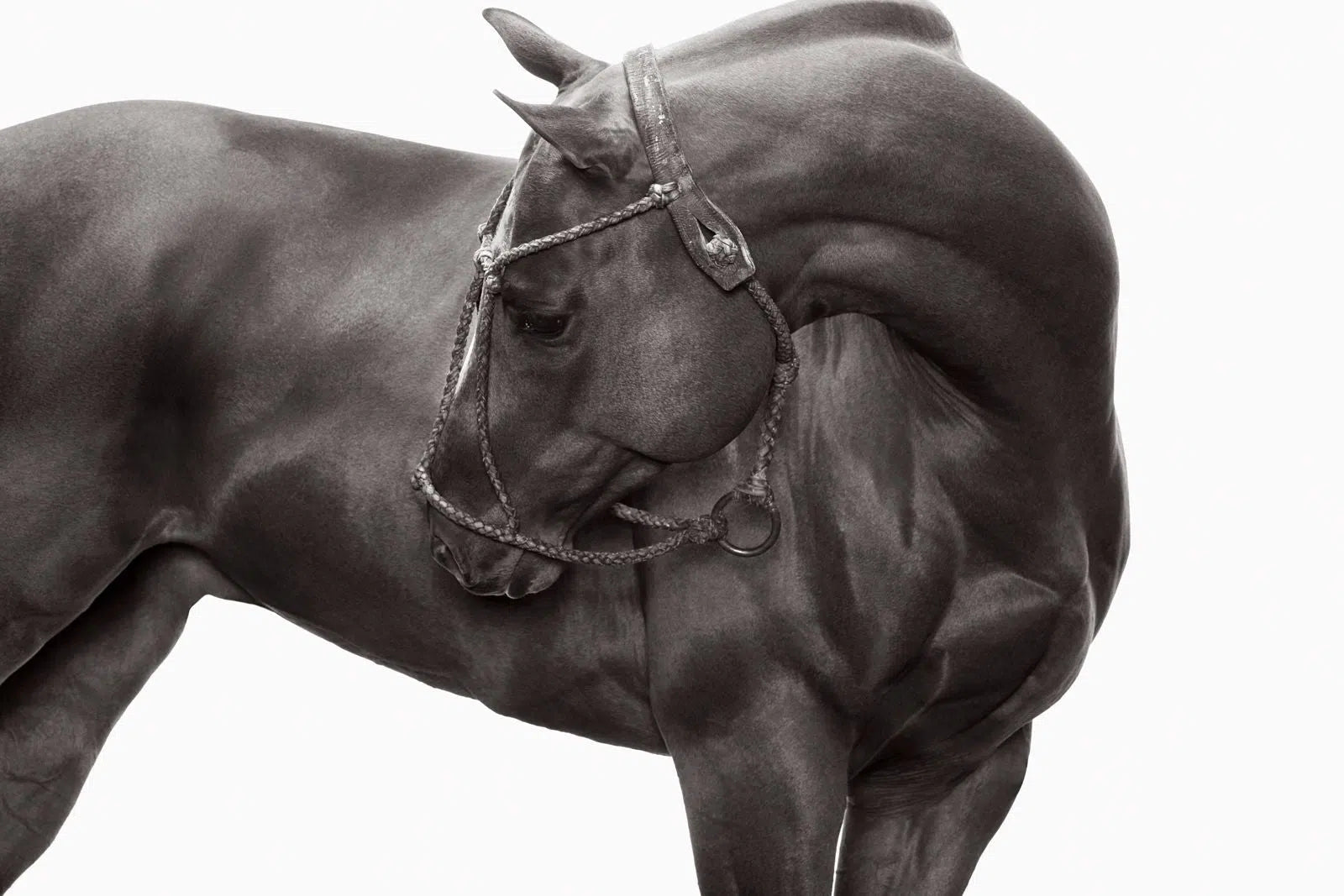 Bridle Lines II, by Drew Doggett – PurePhoto