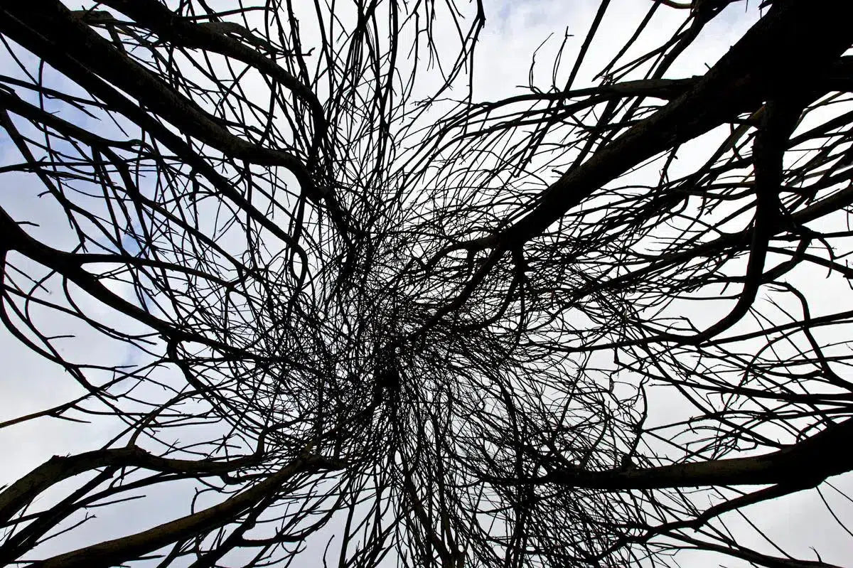 Burnt Bush, by Garret Suhrie – PurePhoto