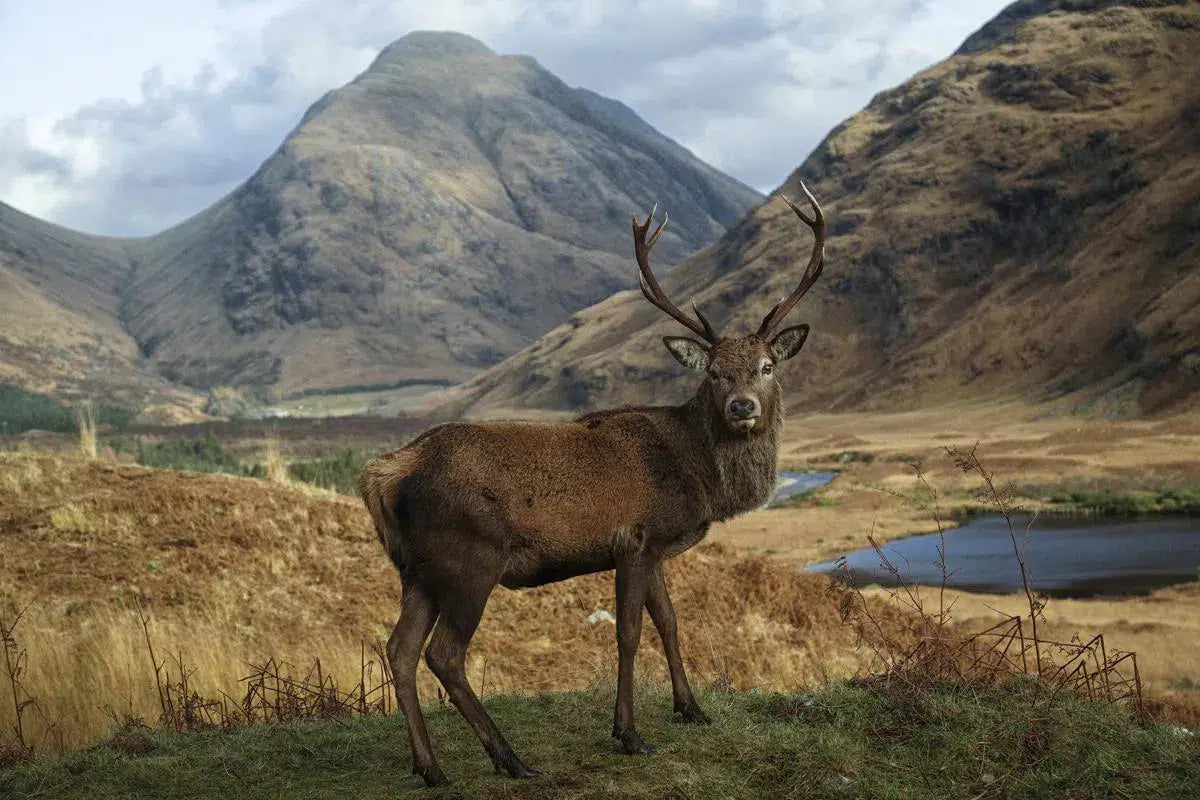 Cheeky Stag, by Alan Ranger – PurePhoto