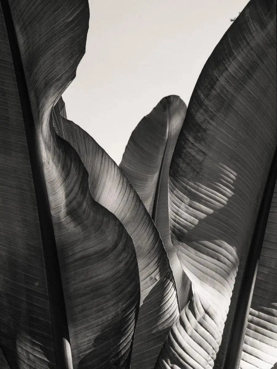 Leaves in Black & White, by Oliver Regueiro – PurePhoto