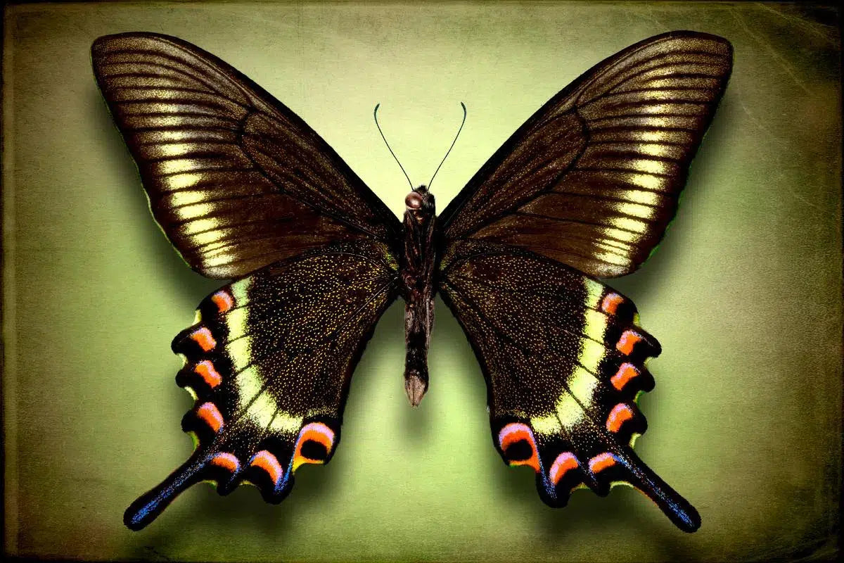 Papilla Maackii Maackii (Underside), by Dario Preger – PurePhoto