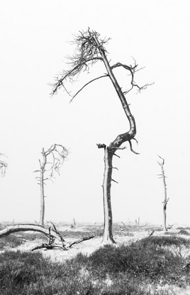 Fine Art Photography for Beautiful Spaces – PurePhoto