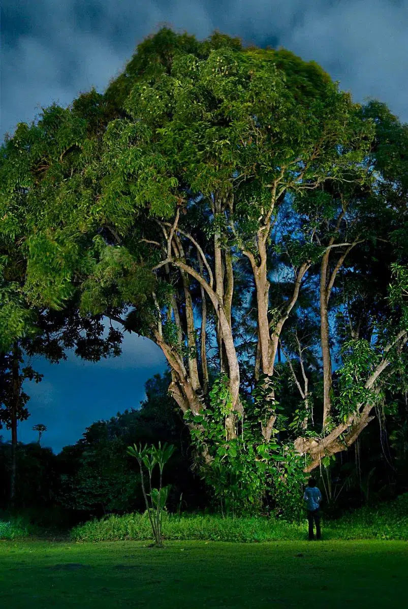 Self Portrait Under a Mango Tree, by Garret Suhrie – PurePhoto
