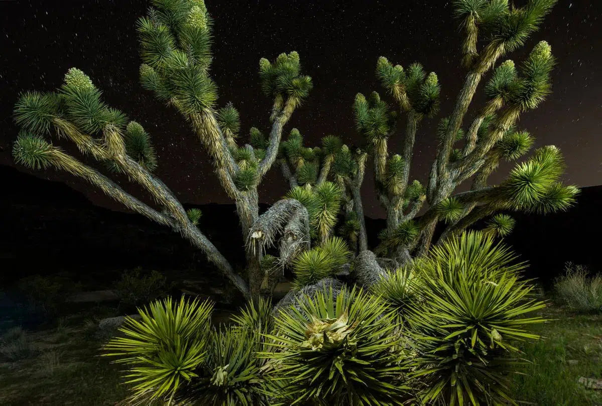 The Big J Tree, by Garret Suhrie – PurePhoto
