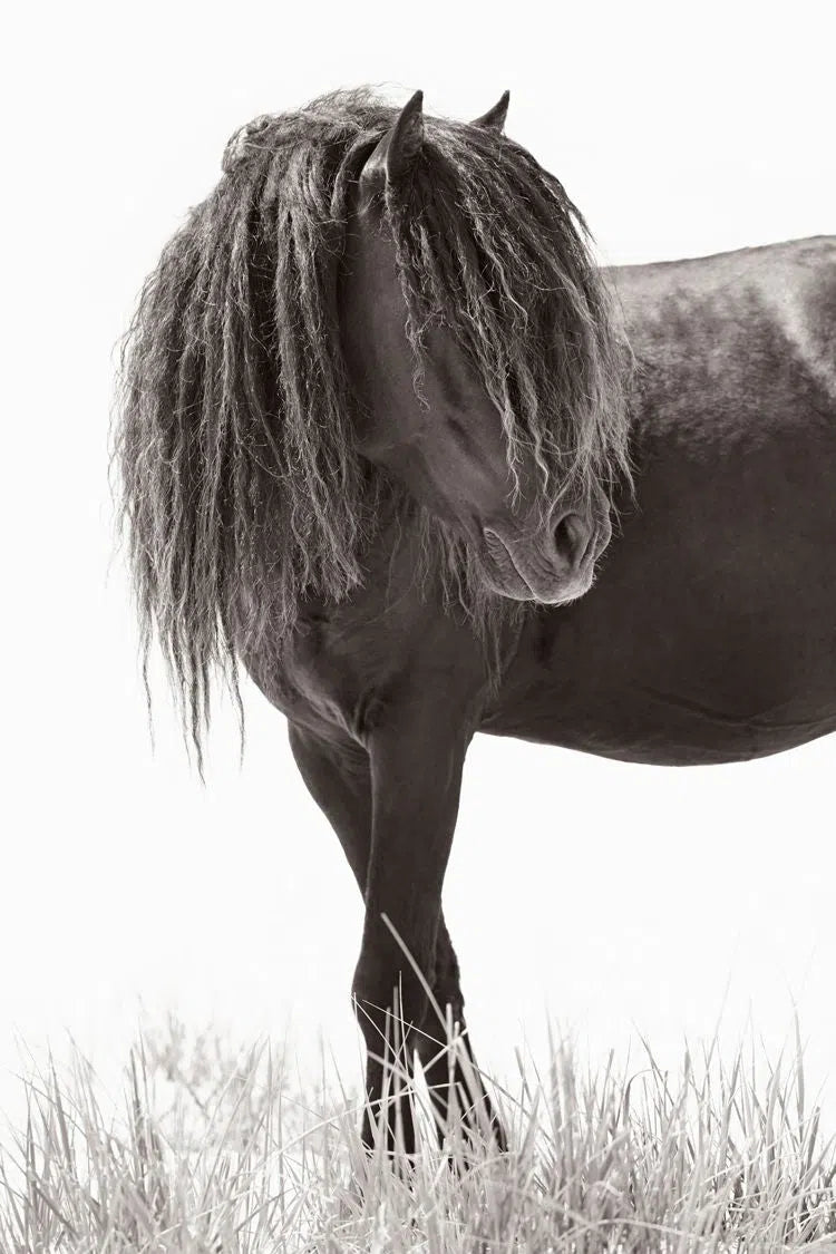 Wild Legends, by Drew Doggett – PurePhoto